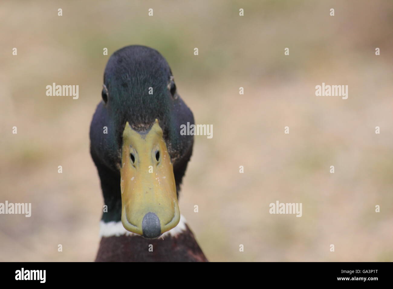 Portrait of a duck Stock Photo - Alamy