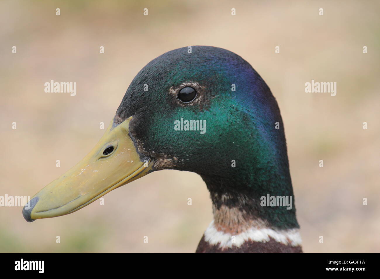Portrait of a duck Stock Photo - Alamy