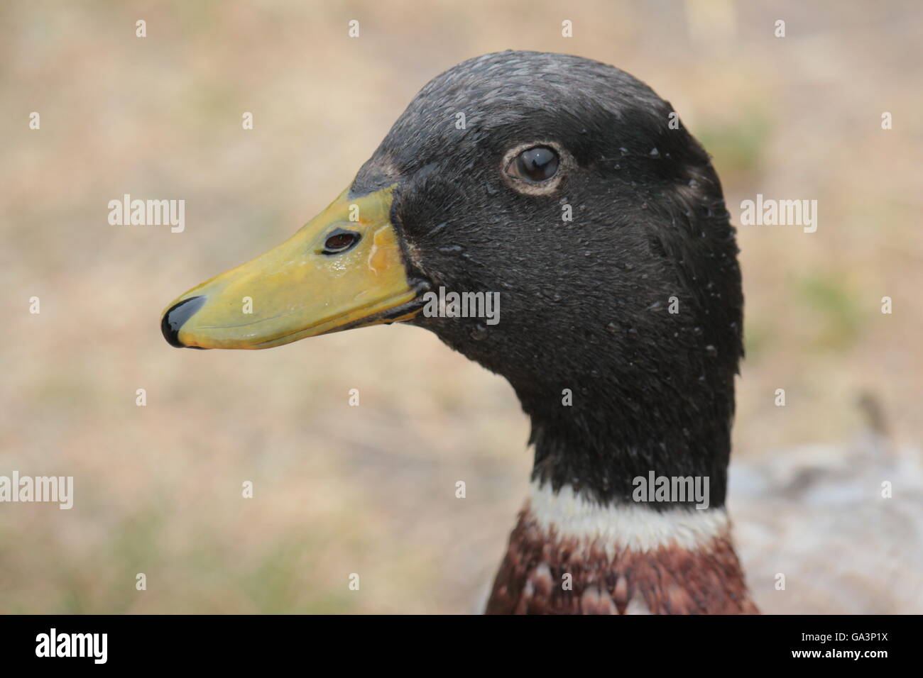 Portrait of a duck Stock Photo - Alamy