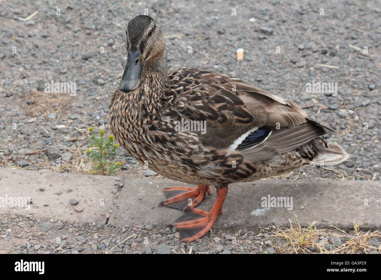 Portrait of duck walking Stock Photo - Alamy