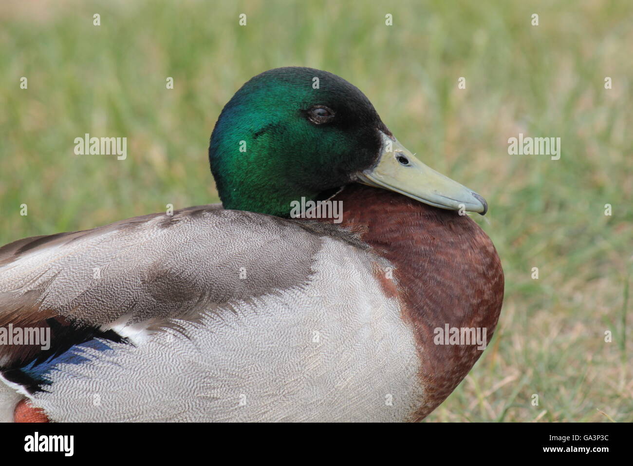 Duck resting on grass Stock Photo - Alamy