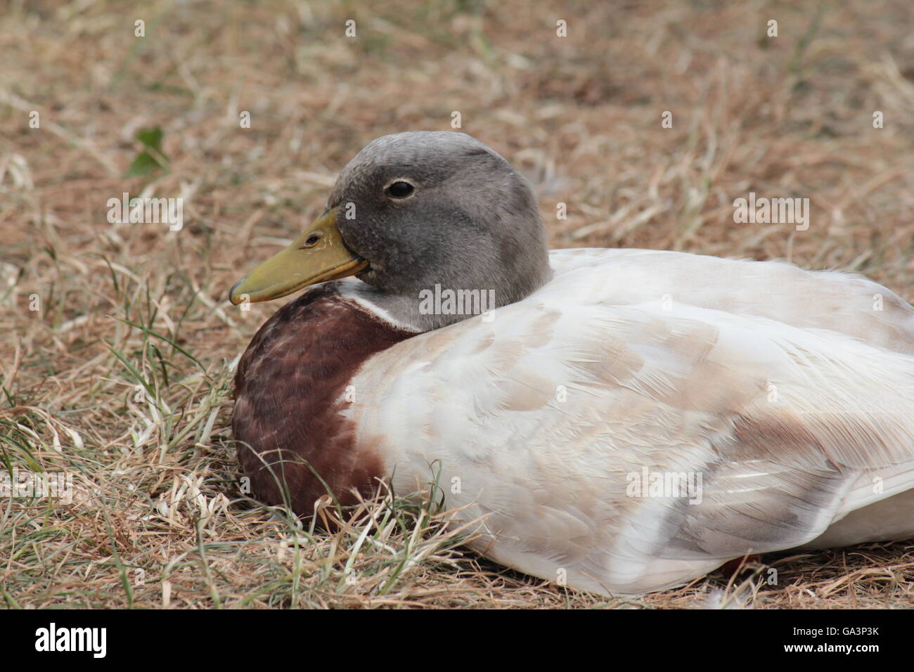 Duck resting on grass Stock Photo - Alamy