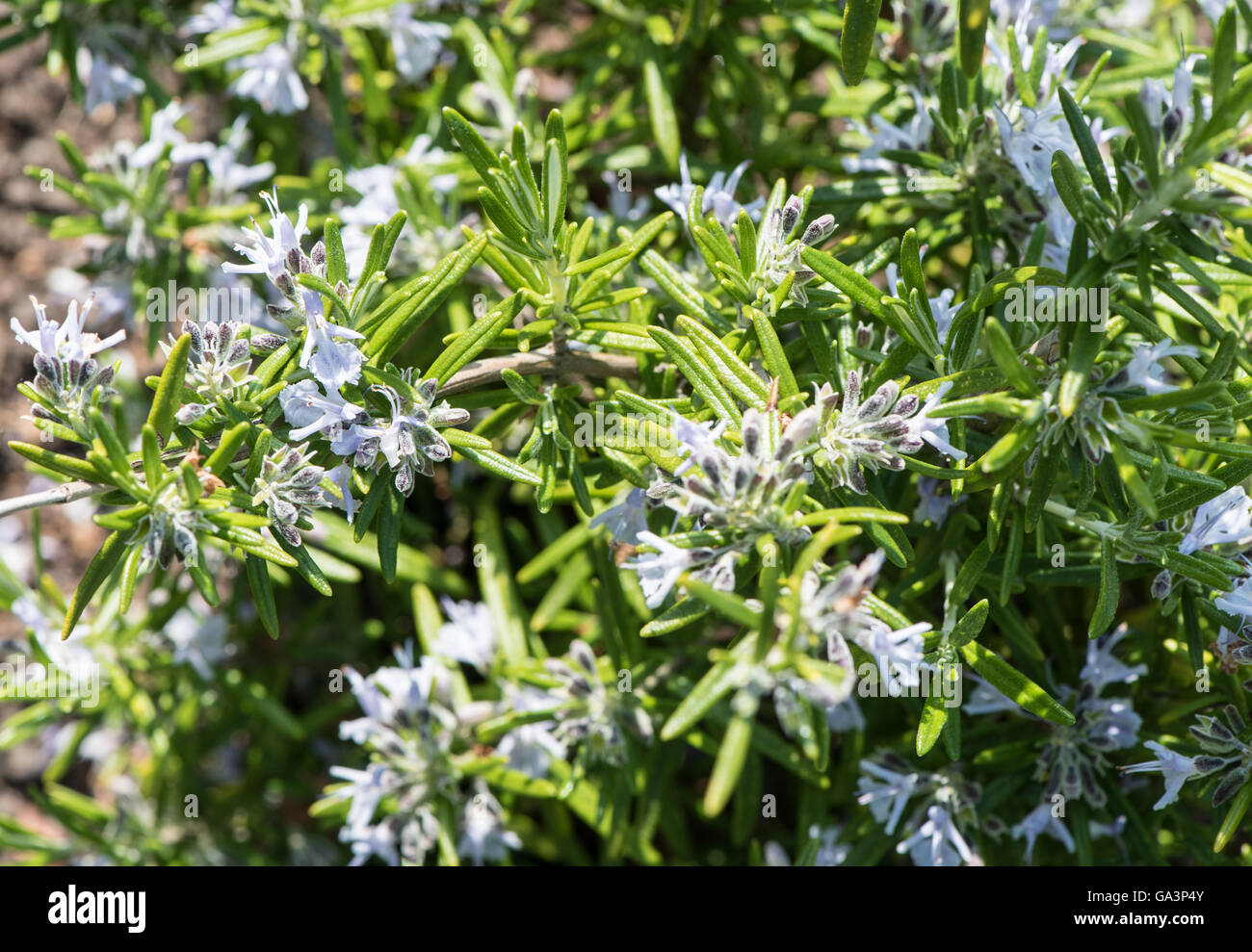 Rosemary (Rosmarinus officinalis Stock Photo - Alamy