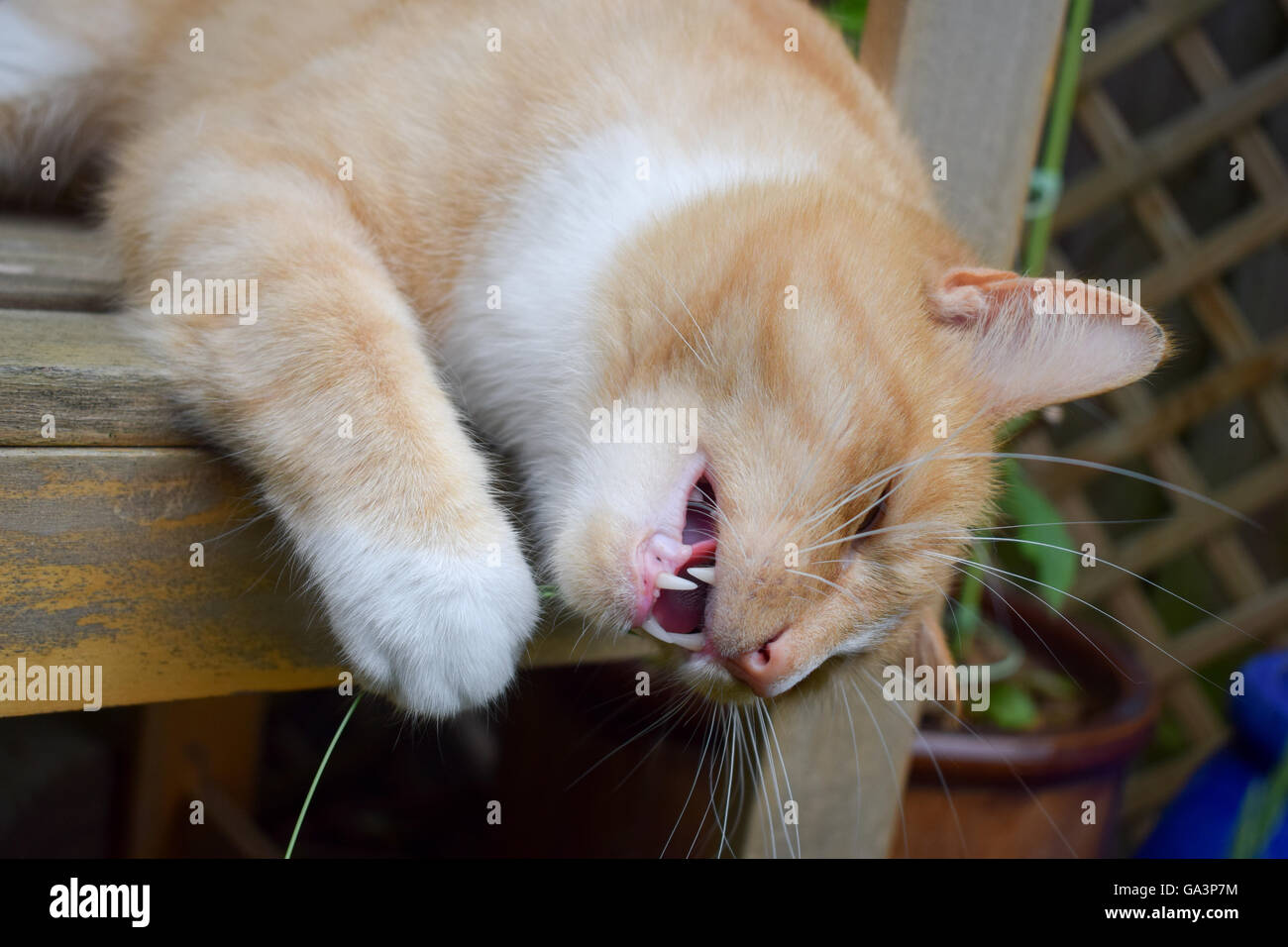 Ginger cat sharpening teeth and marking territory Stock Photo - Alamy