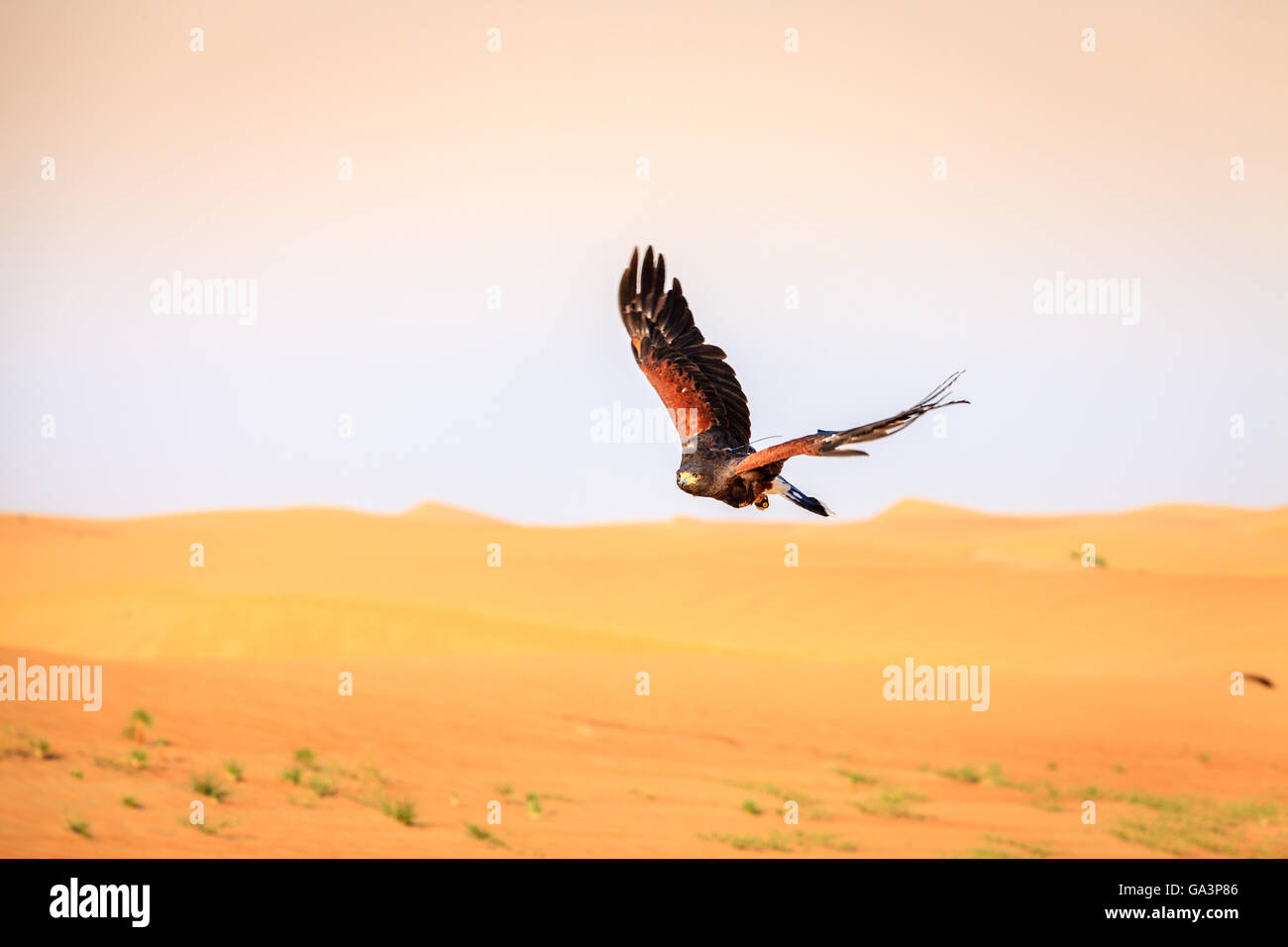 Desert hawk hi-res stock photography and images - Alamy