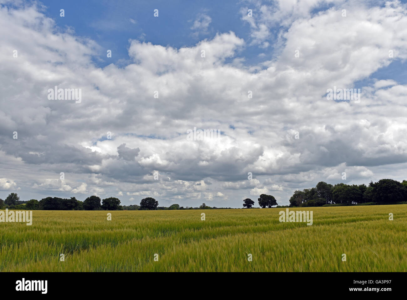 Norfolk countryside fields hi-res stock photography and images - Alamy