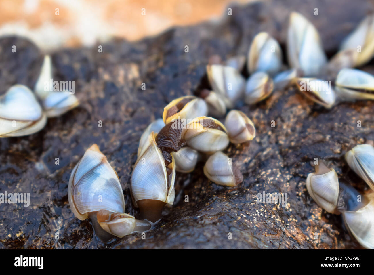 Mussels and limpet on rock hi-res stock photography and images - Alamy