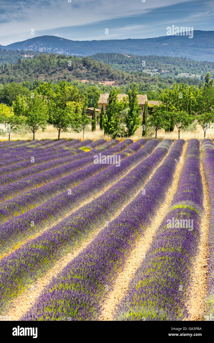 Lavender field in the Luberon Provence Stock Photo - Alamy