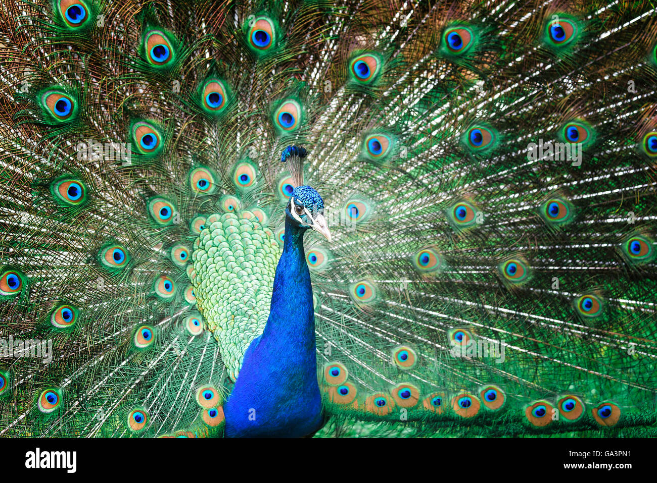 Spread tail feathers hi-res stock photography and images - Alamy