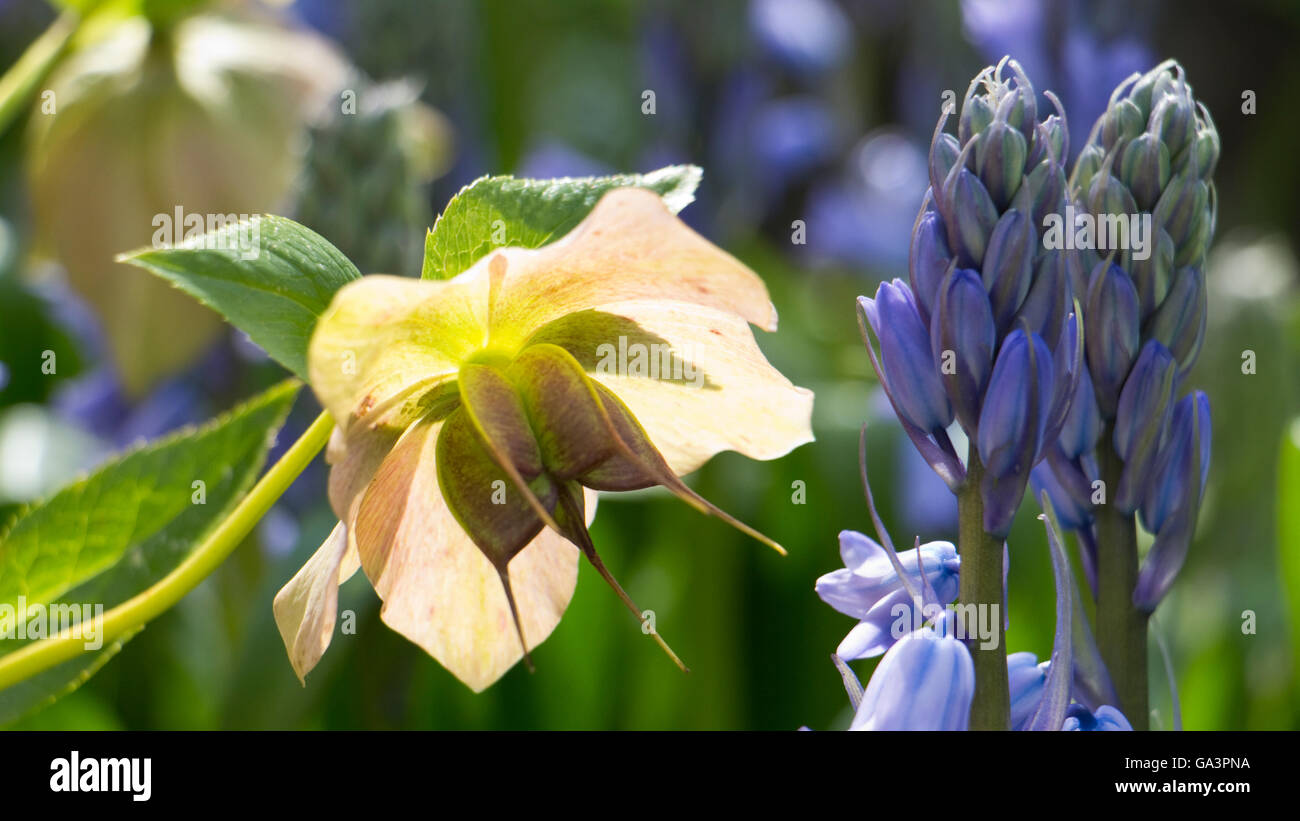 Spring border hellebores hi-res stock photography and images - Alamy