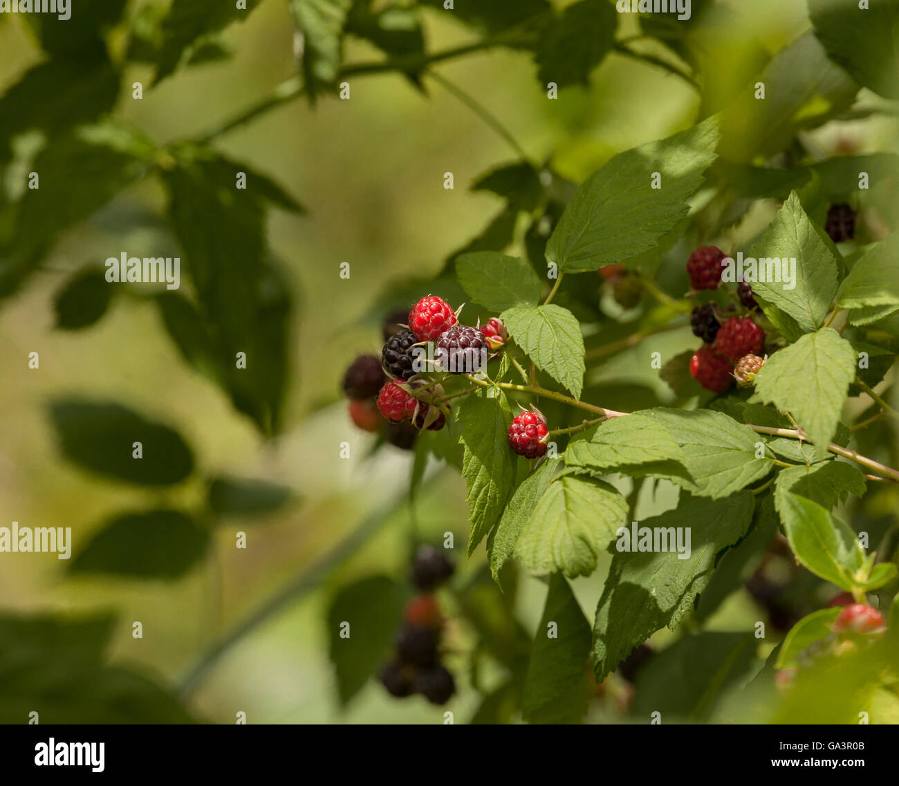 Wild black raspberries Stock Photo - Alamy