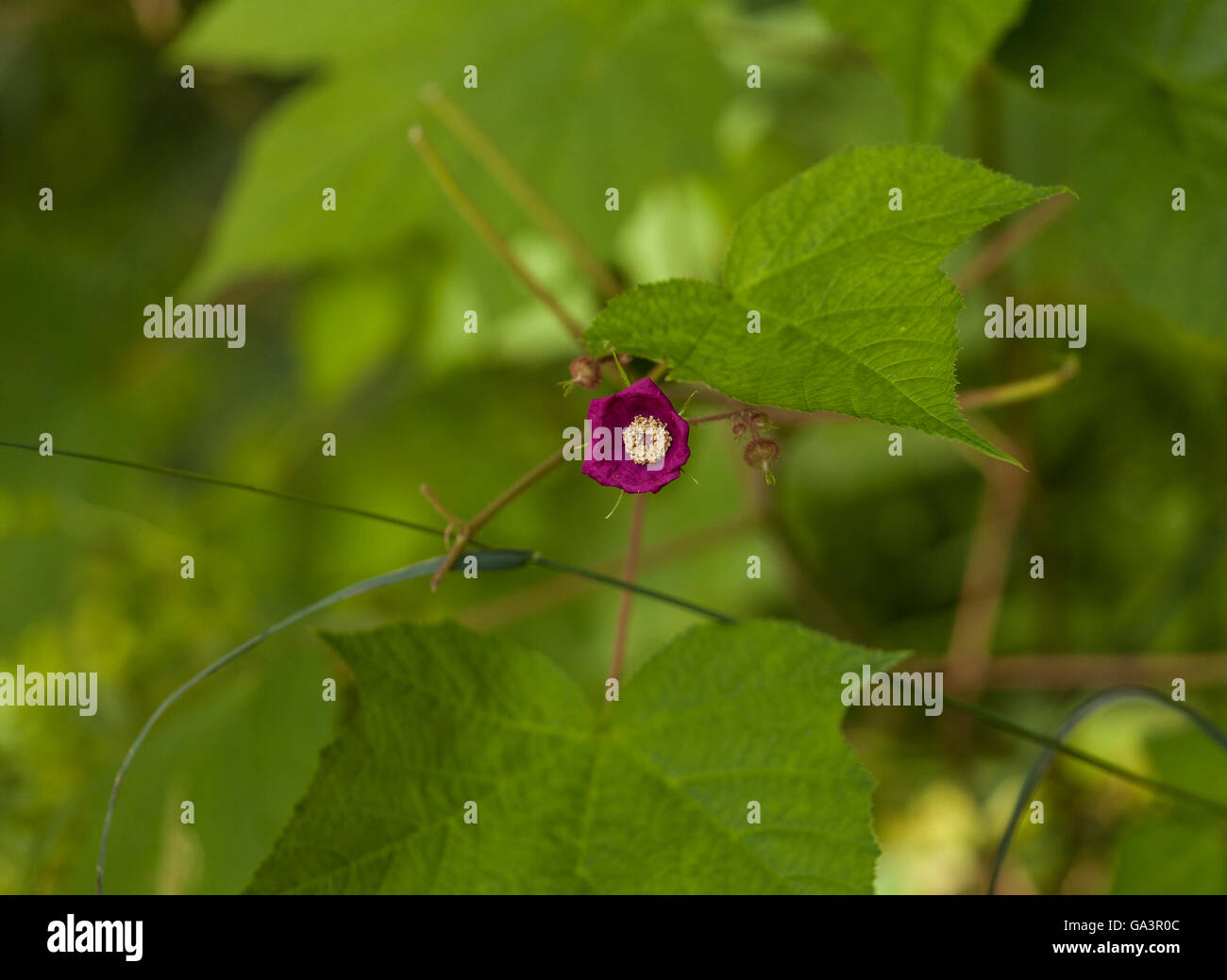 Blooming flower of black wild raspberries Stock Photo - Alamy