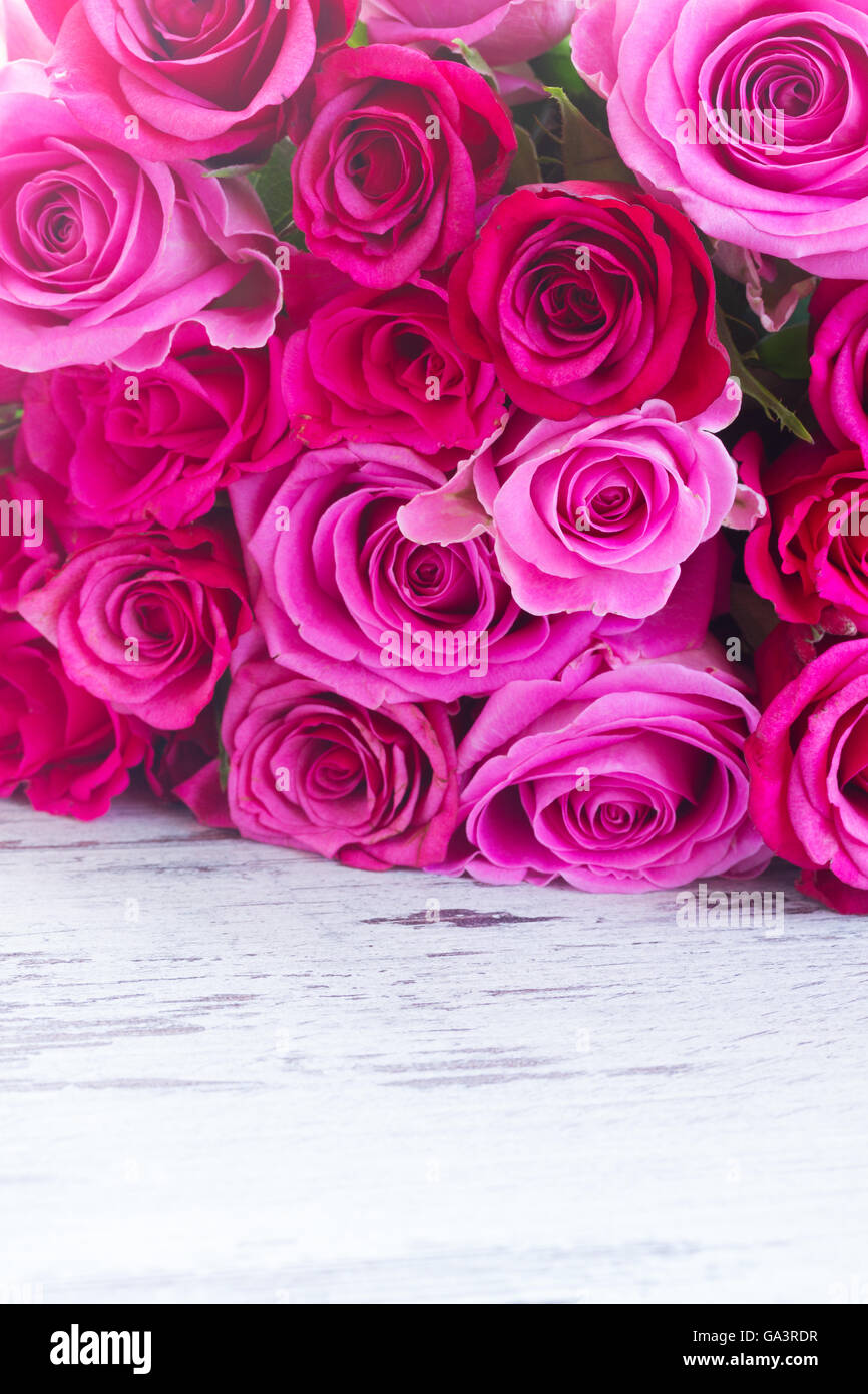 Pink fresh roses Stock Photo - Alamy