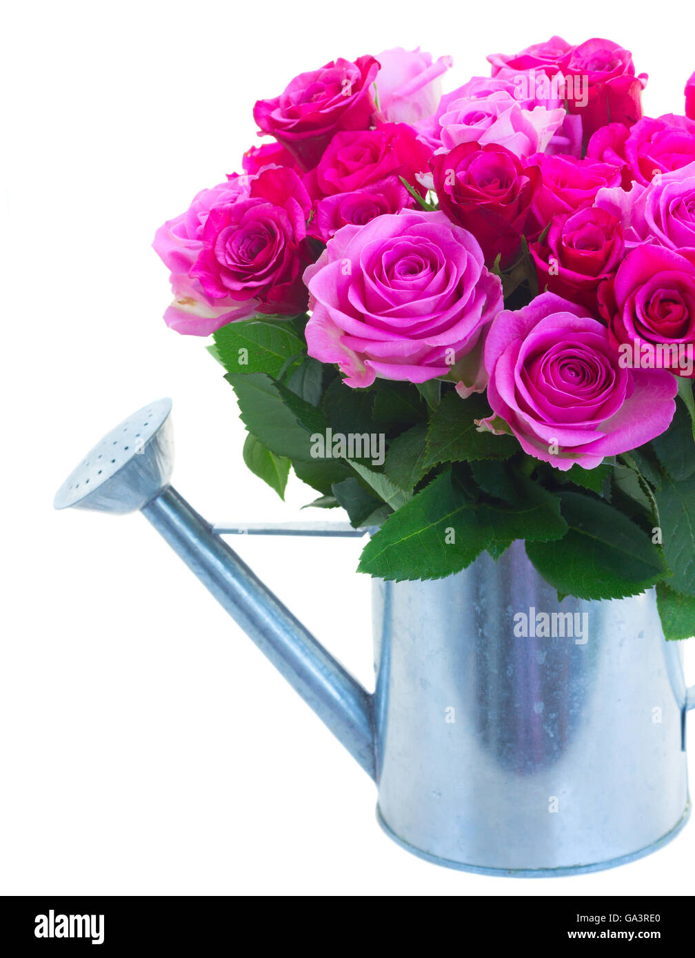 bouquet of fresh pink roses Stock Photo - Alamy