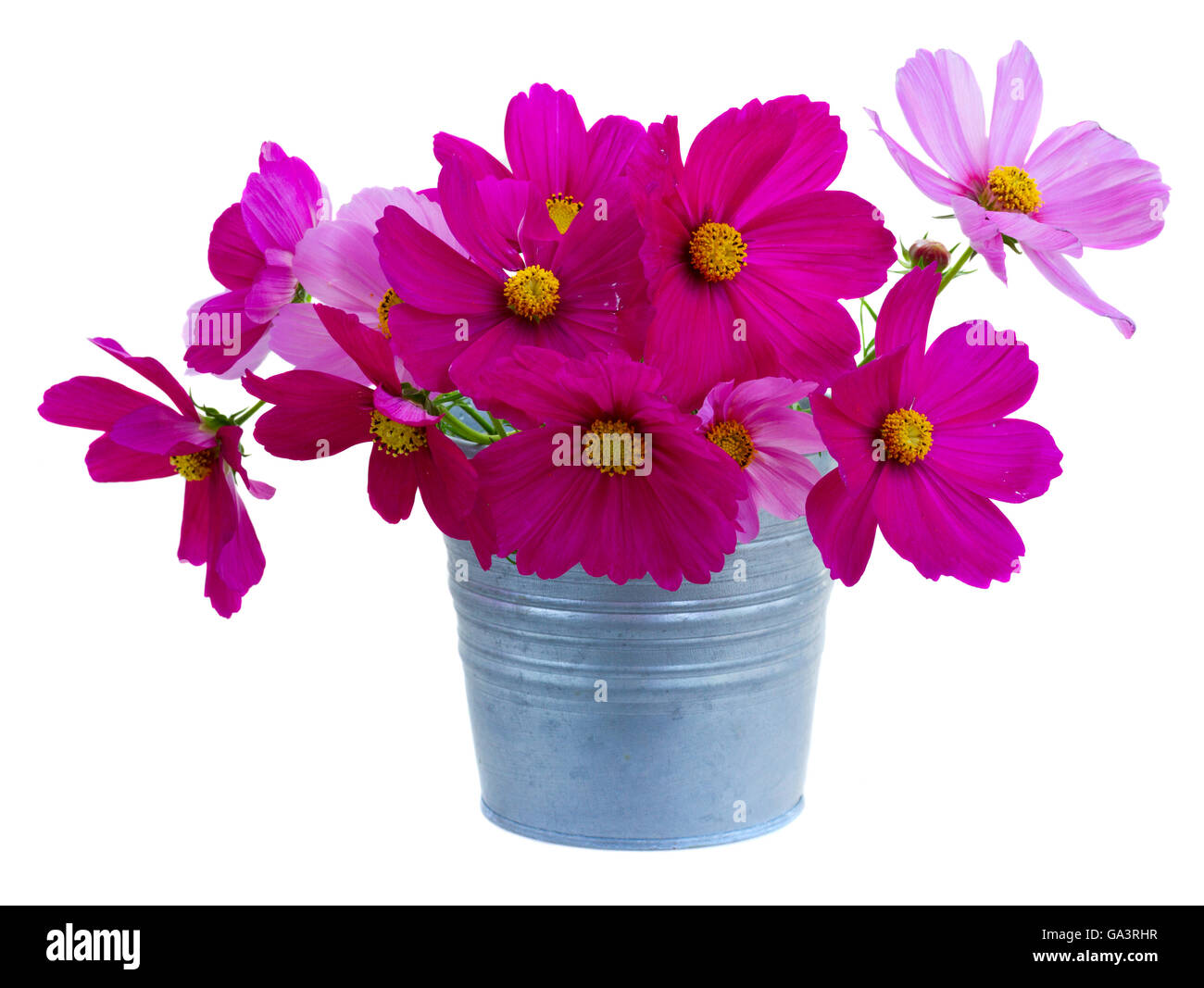 Magenta cosmos Cut Out Stock Images & Pictures - Alamy