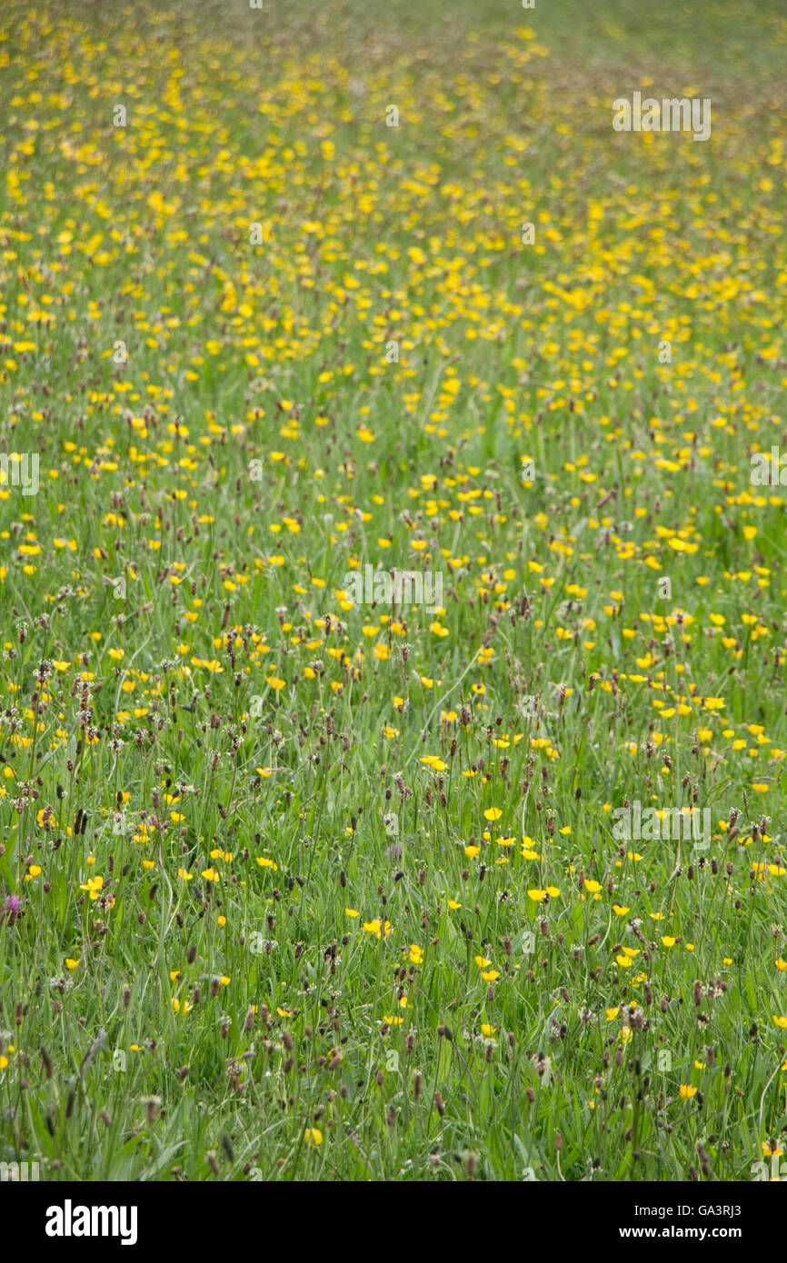 Traditional wildflower hay meadows hi-res stock photography and images ...