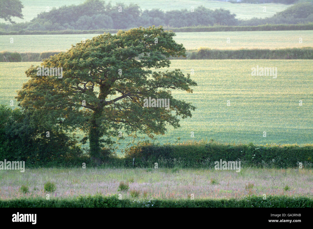 Beautiful tree in the landscape Stock Photo - Alamy
