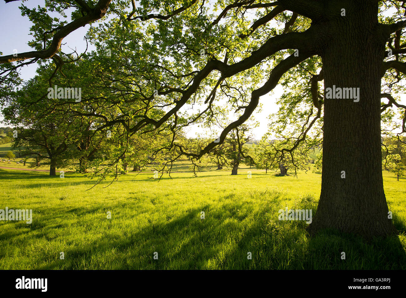 Trees and dappled sunlight Stock Photo - Alamy