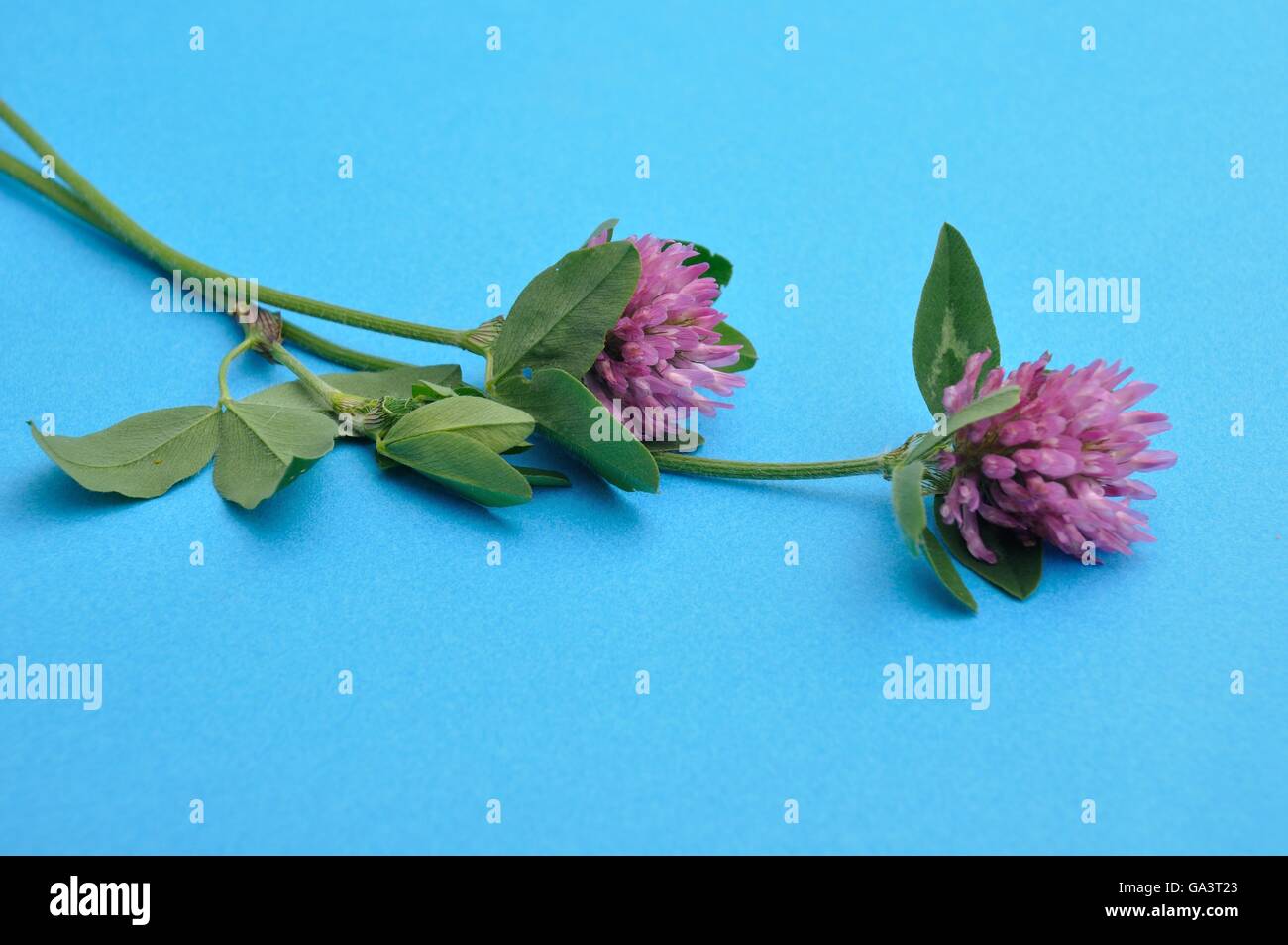 Purple clover wildflower in front of blue ground Stock Photo - Alamy