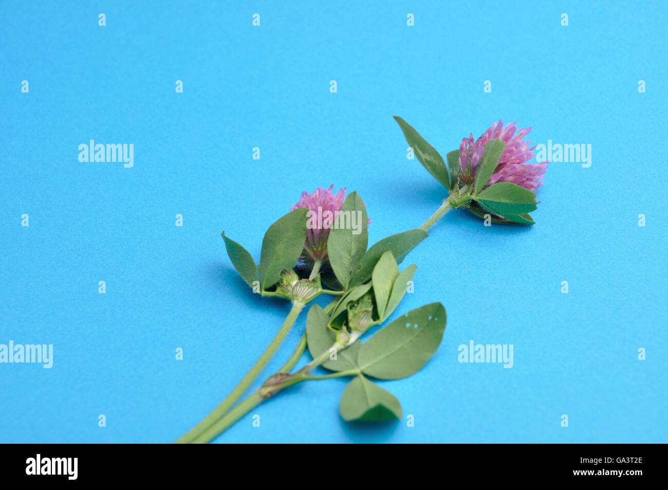 Purple clover wildflower in front of blue ground Stock Photo - Alamy