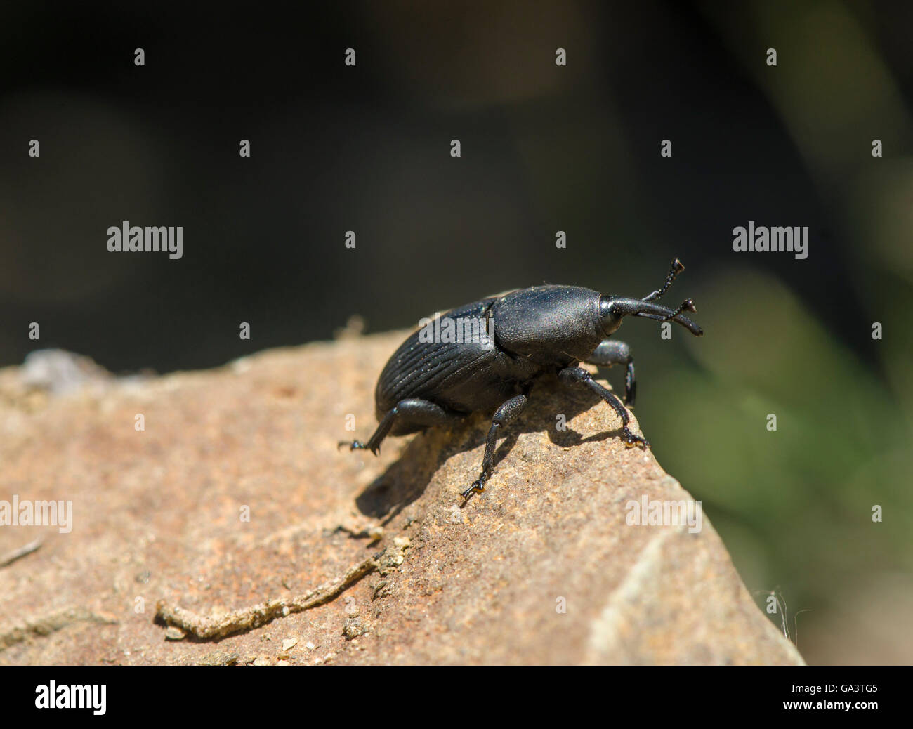 Agave snout weevil, Scyphophorus acupunctatus beetle, Andalusia, Spain ...
