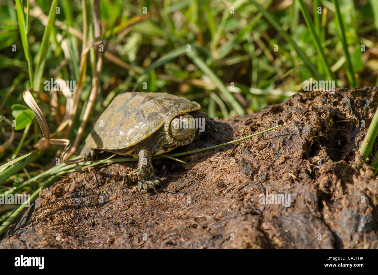 Spanish pond turtle (Mauremys leprosa), Andalusia, Spain Stock Photo ...