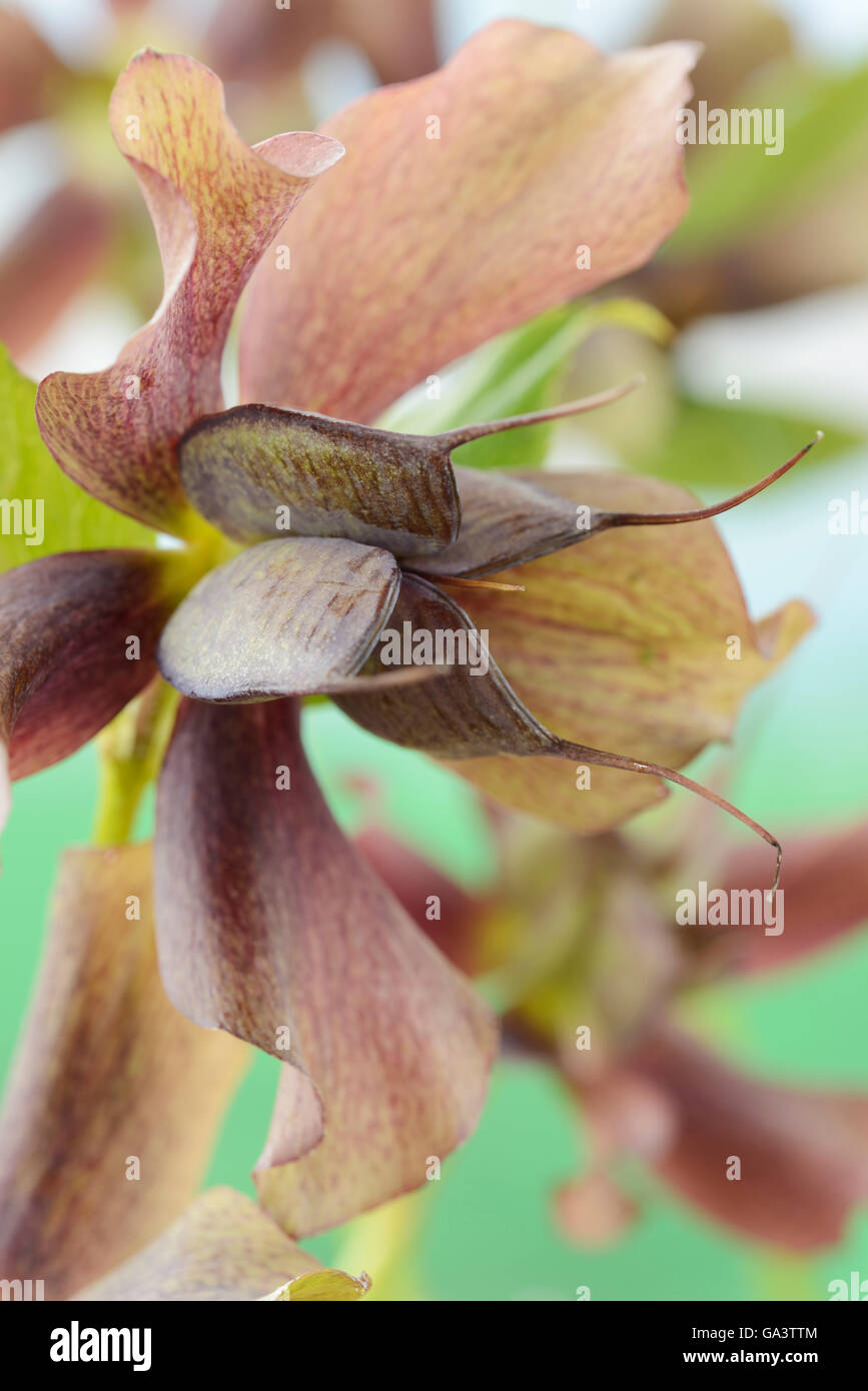 Helleborus x hybridus 'Pretty Ellen Red' Hellebore Seed pods formed ...