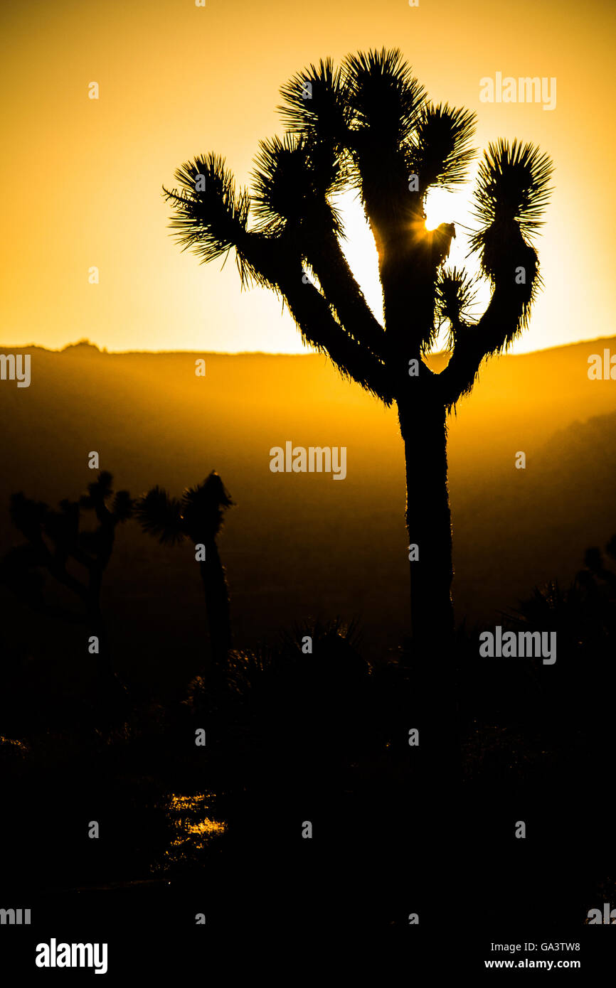 Silhouette Of Joshua Tree High Resolution Stock Photography and Images ...