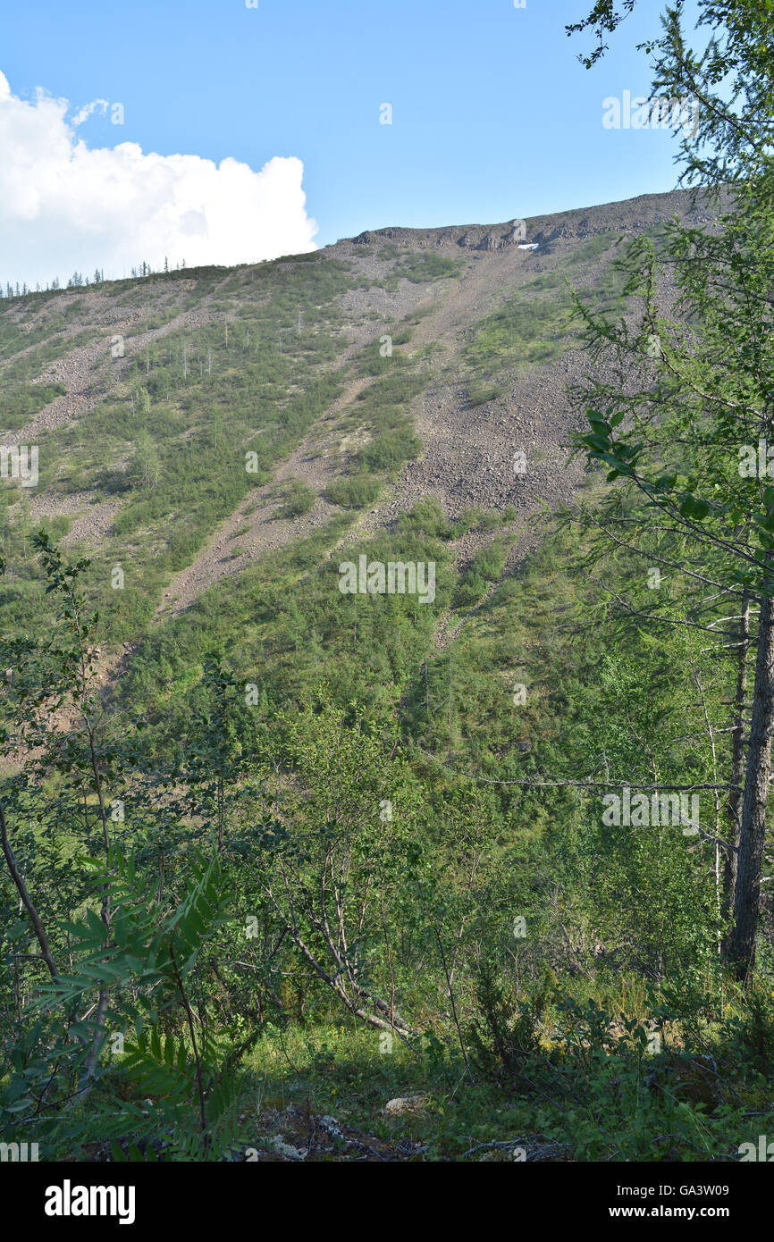 Mountain taiga of Eastern Siberia. The slopes of the mountains of the ...