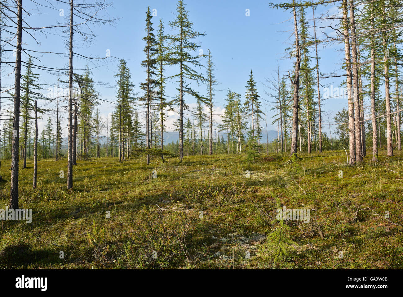 Taiga Taimyr. Summer forest landscape in Eastern Siberia Stock Photo ...