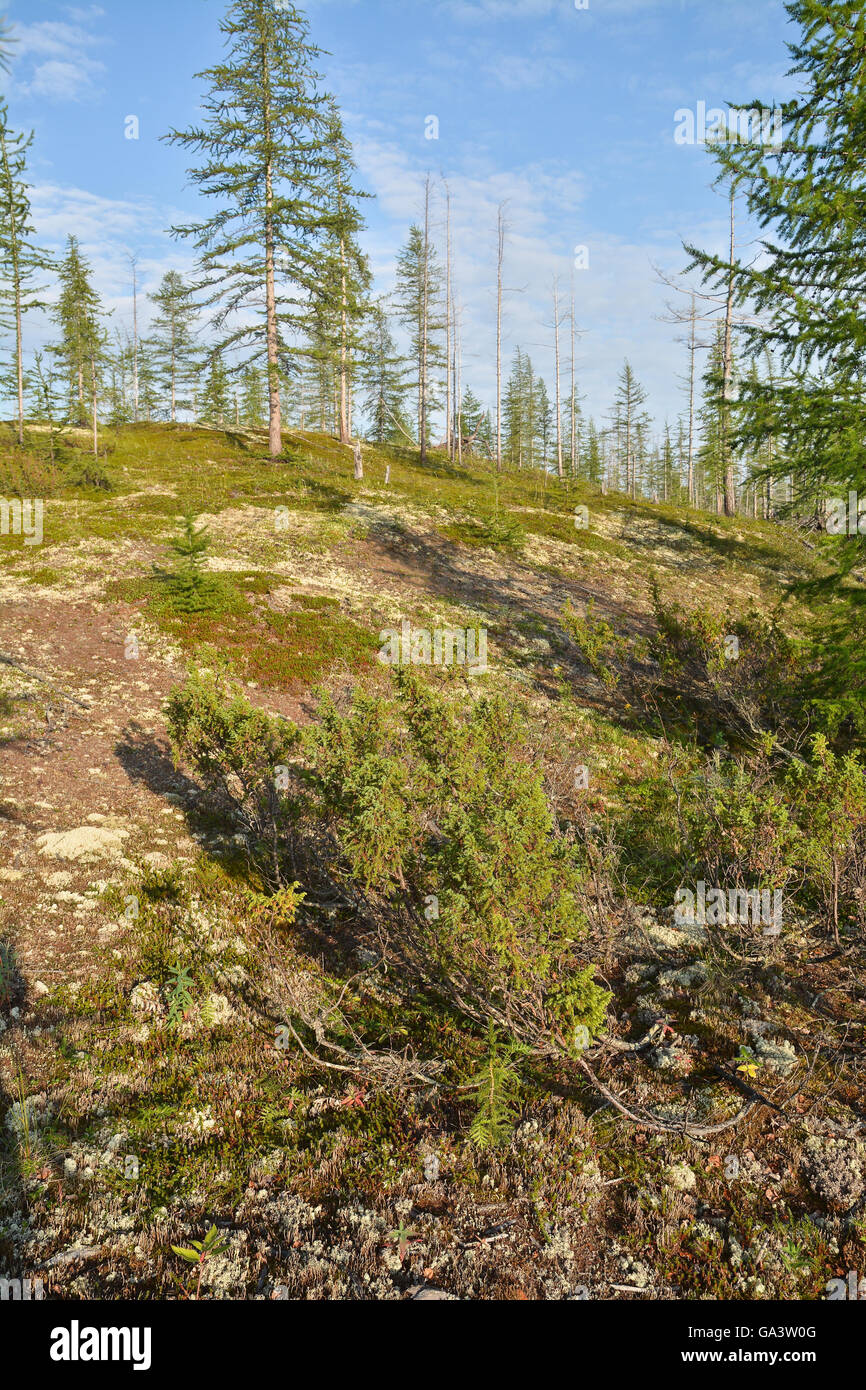 Taimyr reserve hi-res stock photography and images - Alamy