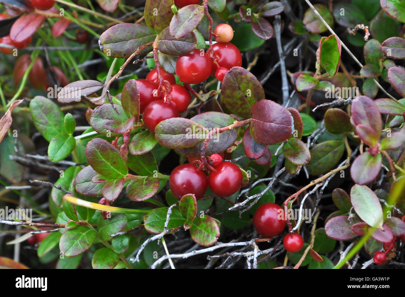 Close up ripe cranberries hi-res stock photography and images - Alamy