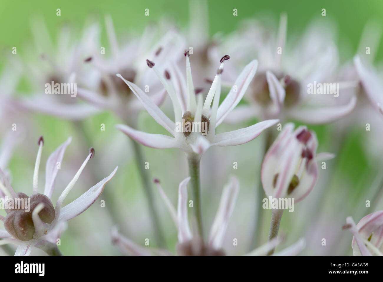 Allium karataviense AGM Kara Tau garlic May Stock Photo - Alamy