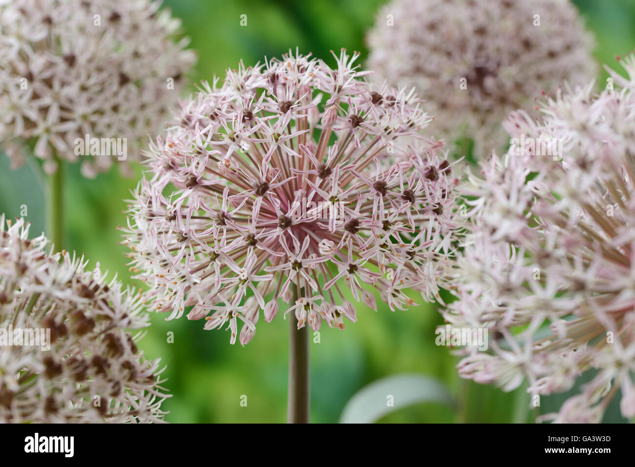 Allium karataviense AGM Kara Tau garlic May Stock Photo - Alamy