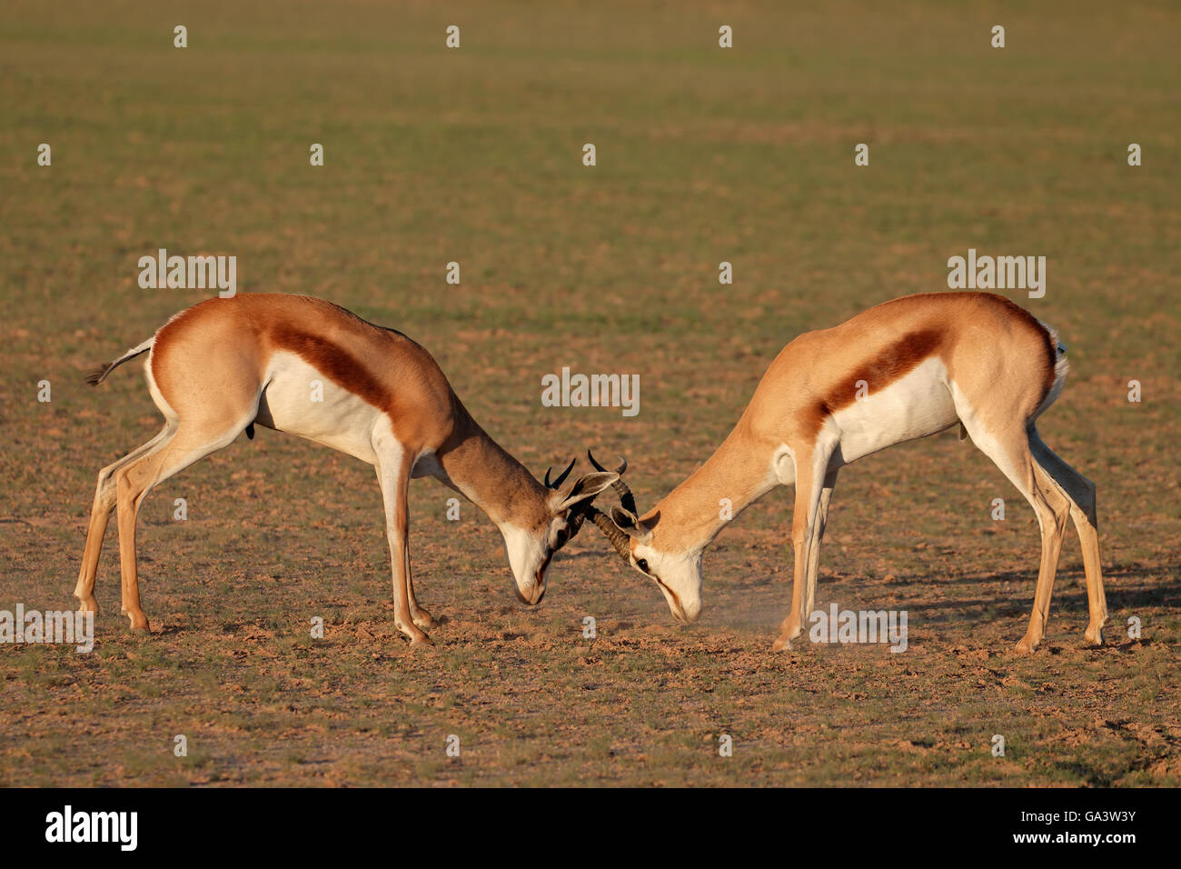 Two male springbok antelopes (Antidorcas marsupialis) fighting for ...