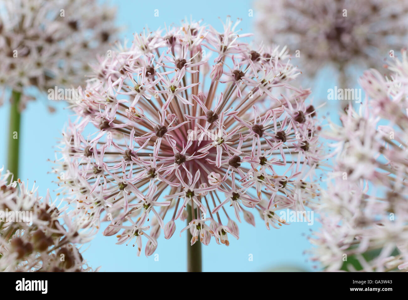 Allium karataviense AGM Kara Tau garlic May Stock Photo - Alamy