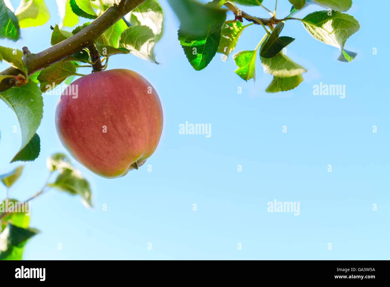 Apple hanging on tree Stock Photo - Alamy