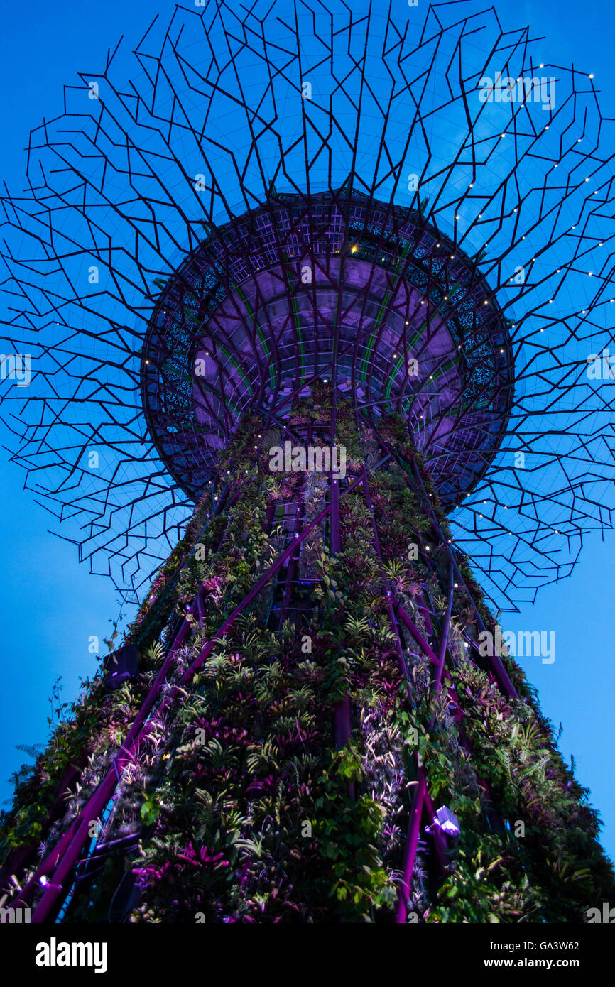 SUPERTREE GROVE: Big mammut tree at Gardens at the Bay, Singapore Stock ...