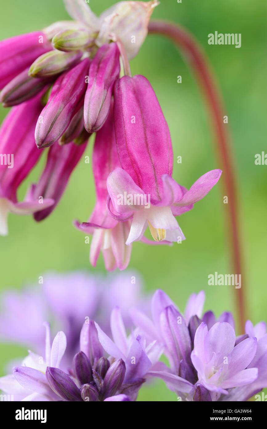 Dichelostemma ida-maia Crimson Californian hyacinth and Dichelostemma ...