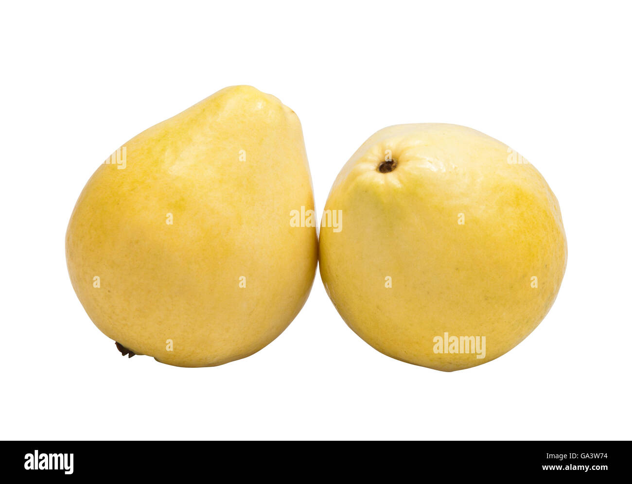 Two White Guavas Isolated on White Background Stock Photo - Alamy