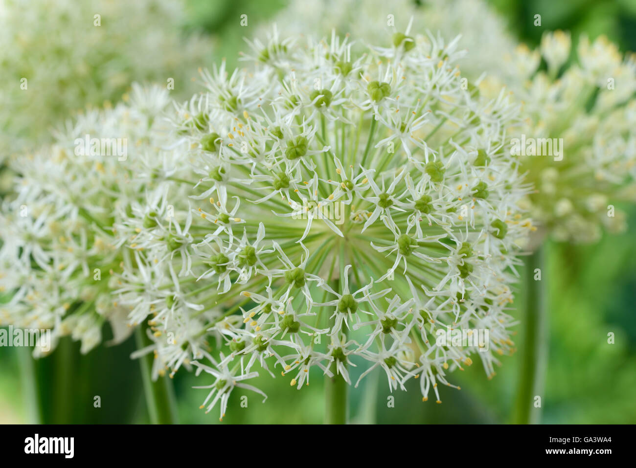 Kara kara hi-res stock photography and images - Alamy