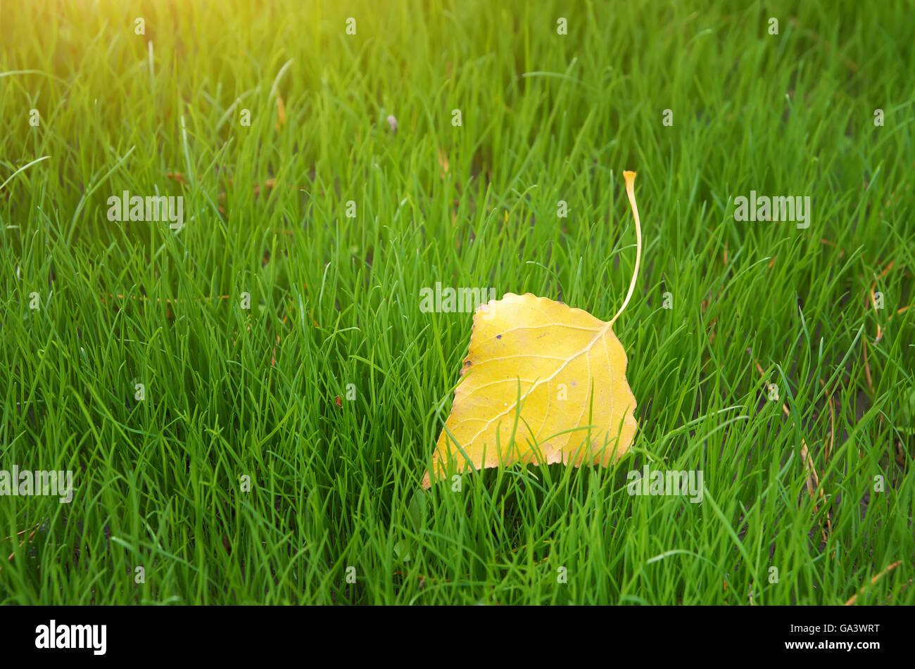 First autumn leaf. Nature composition Stock Photo - Alamy