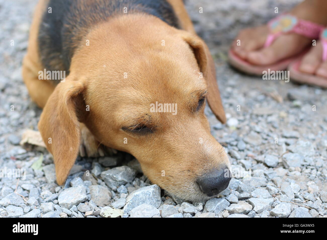Dog boss hi-res stock photography and images - Alamy