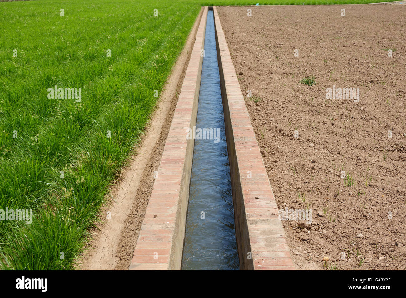 Horchata plant hi-res stock photography and images - Alamy