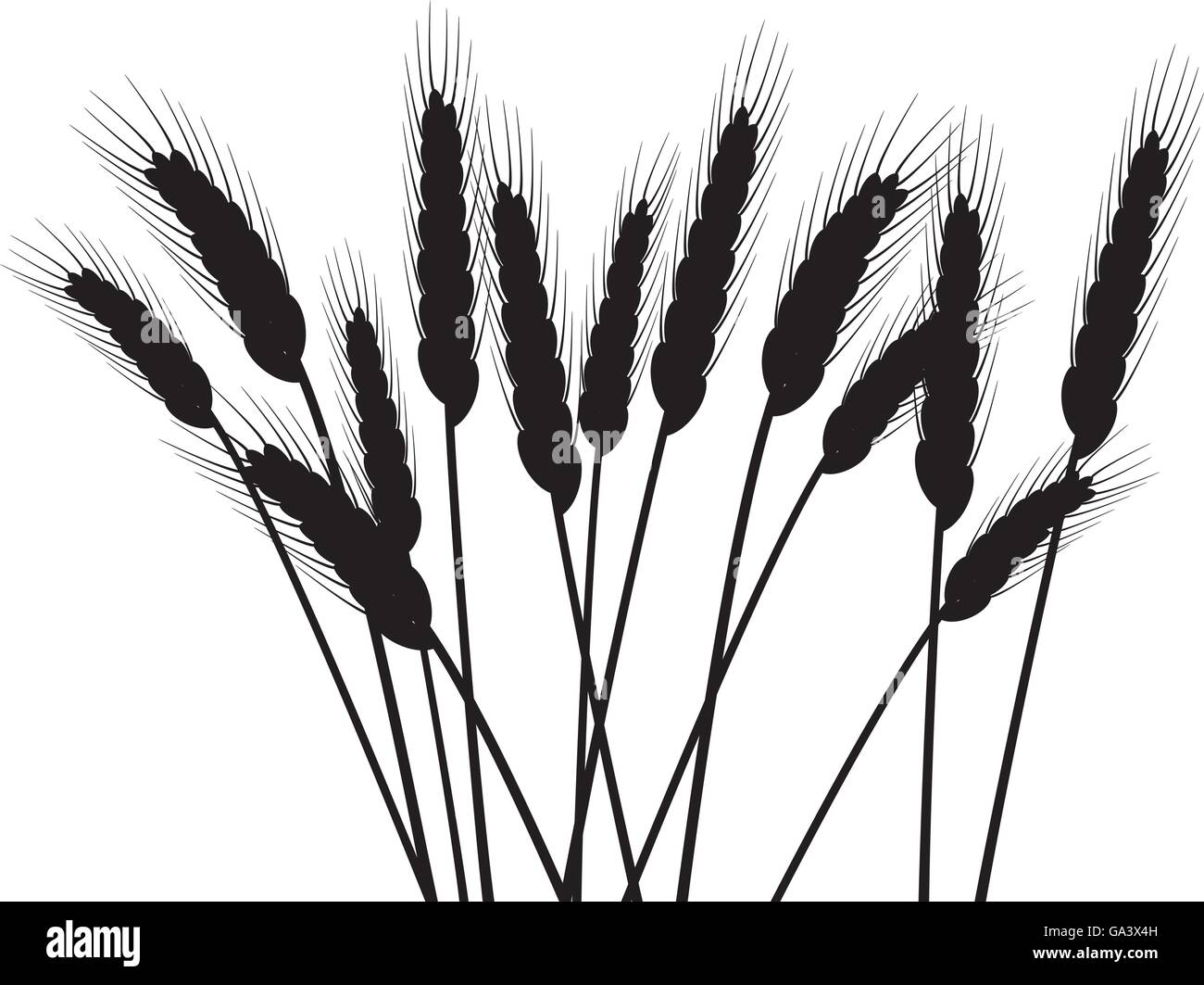bunch of vector wheat ears Stock Vector Image & Art - Alamy