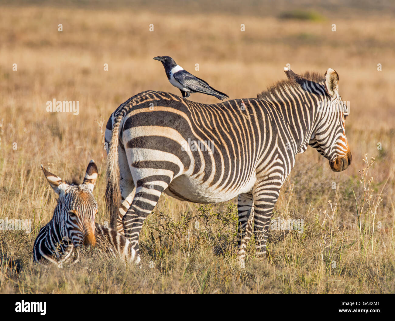 A Pied Crow perches on the back of a Cape Mountain Zebra in Southern ...