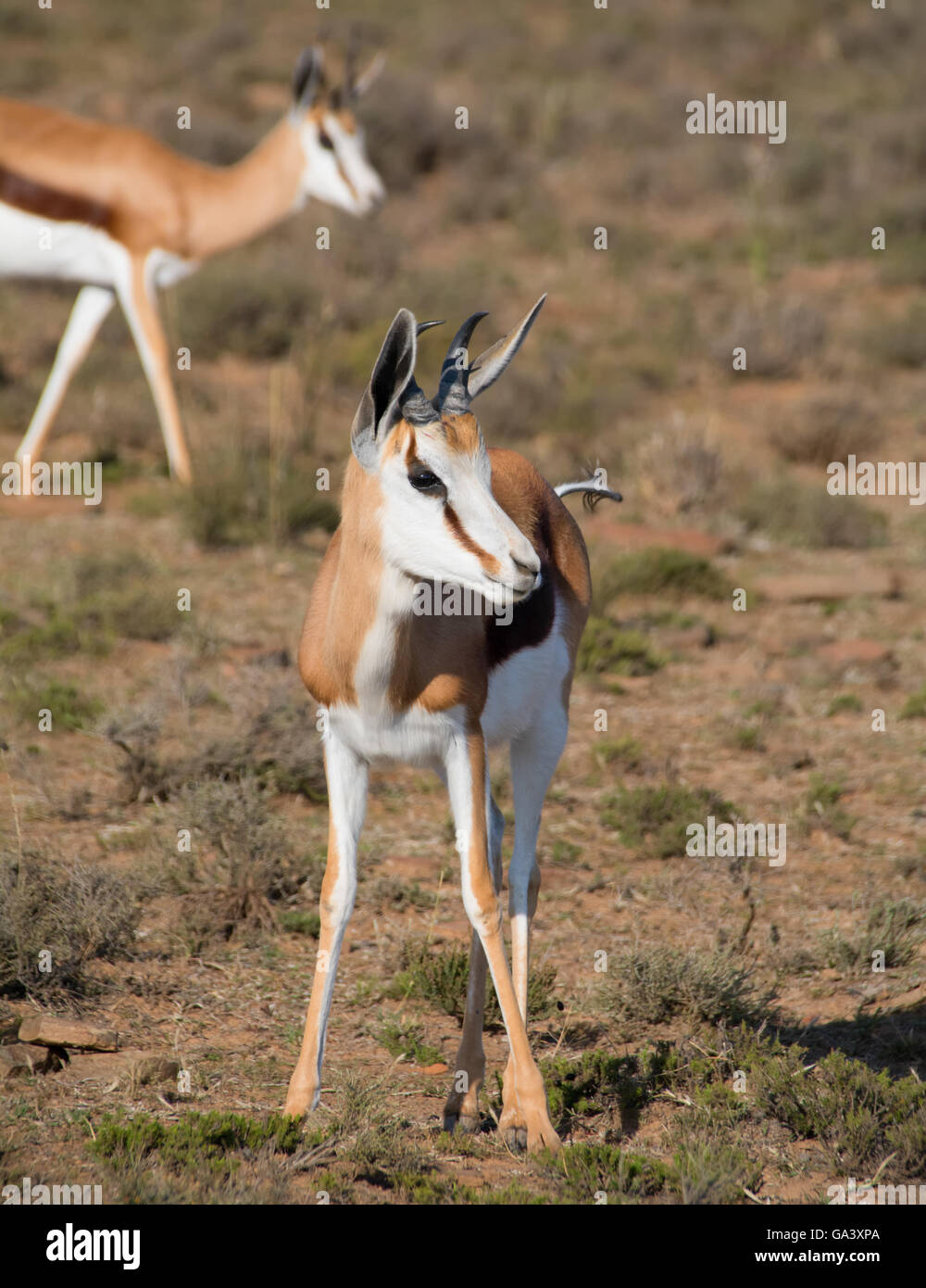 A portrait of a Springbok gazelle in the Southern African savannah ...