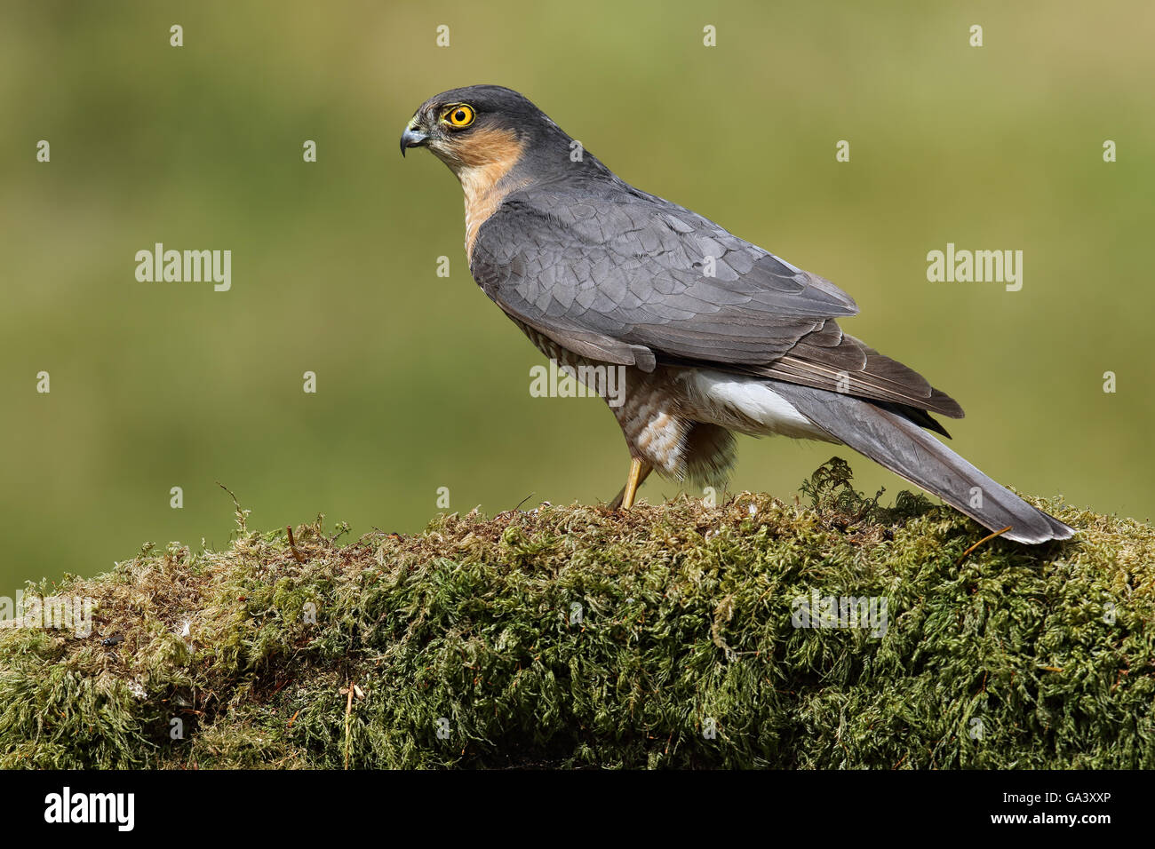 Wild Male Eurasian Sparrowhawk (Accipter nisus). On its plucking post ...