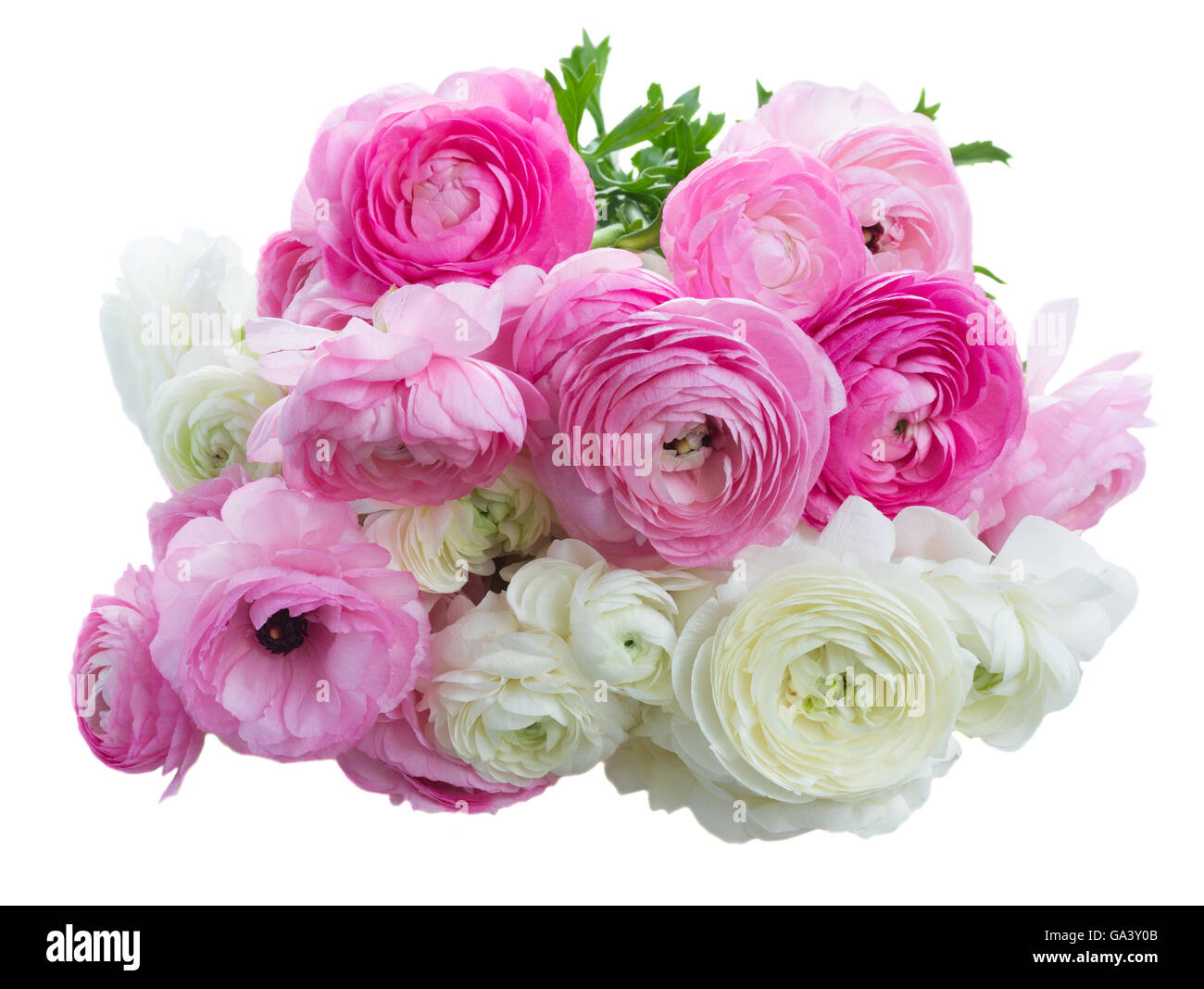 Pink and white ranunculus flowers Stock Photo - Alamy