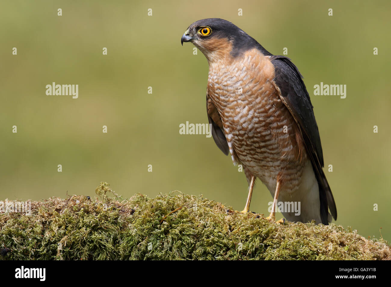 Wild Male Eurasian Sparrowhawk (Accipter nisus). On its plucking post ...